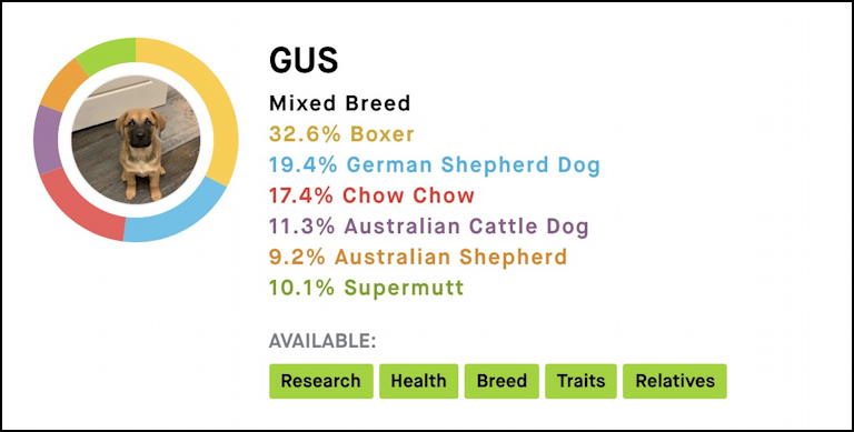 Embark Dog DNA Test Helps Us Learn About Gus from GoFatherhood®